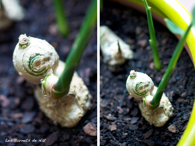 Comment faire pousser le gingembre chez soi ? - Moving Tahiti