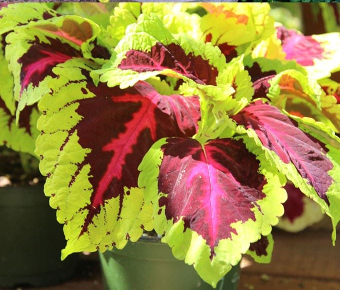 grow-coleus-propagate-root-coleus-cuttings-care-best-varieties-1 (4 ...
