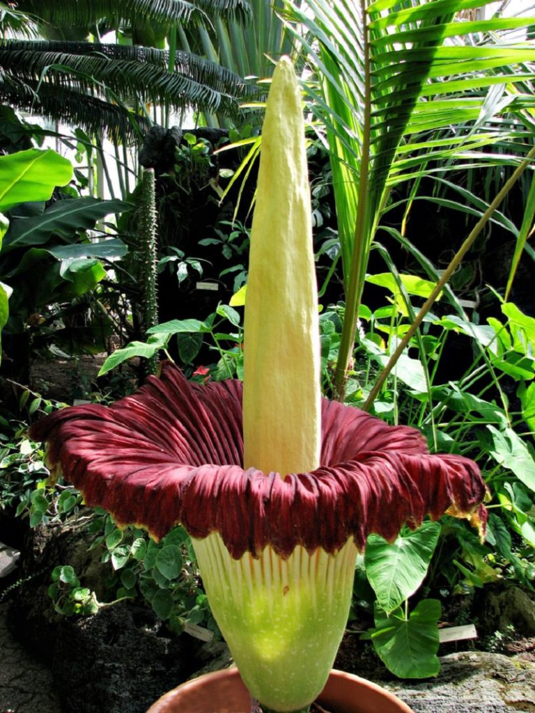 La fleur la plus grande du monde - Moving Tahiti