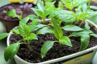 Comment cultiver des piments en pot ? - Moving Tahiti
